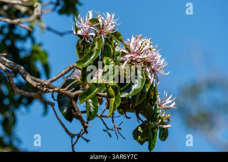 Calodendrum capense - Cape Chestnut, Wild Chestnut, Cape Town, South ...