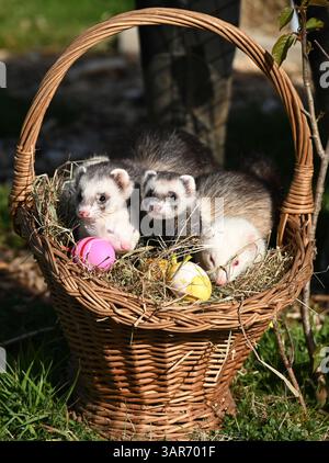 Ferrets with Easter treats at Whipsnade Zoo, near Dunstable ...