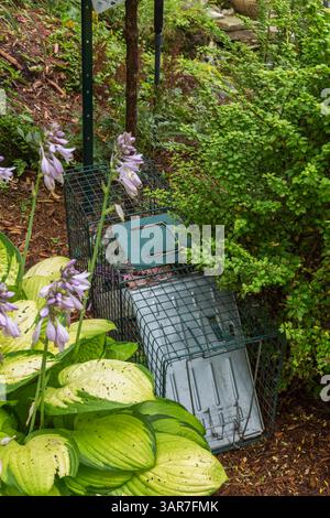 Humane live animal steel wire cage trap in border in backyard garden in ...