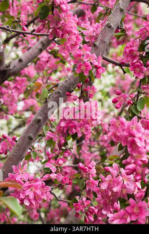 Pink Pyrus malus 'Maypole' - Crabapple tree blossoms in spring Stock ...