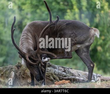 A forest filled with tall and large trees on a sunny day Stock Photo ...