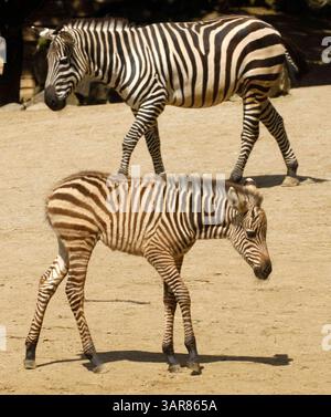 Zebrafohlen Zacharias von Mamma Danny Zoo Hannover , GRAF infoscheffen ...
