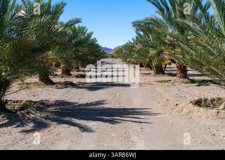 Date Plantation alongside Norotshama by Orange River in Southern ...