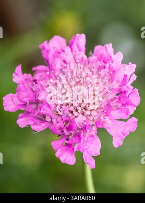 Pink flower of the long blooming hardy perennial, Scabious 'Walberton's ...