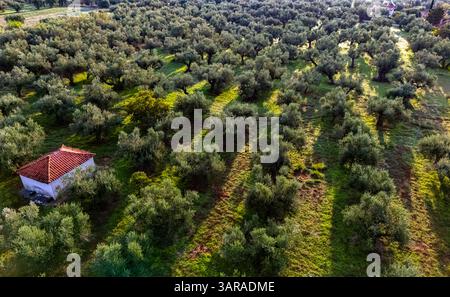 Olives plantation at the village of Acroyali near Kalamaki in southern ...
