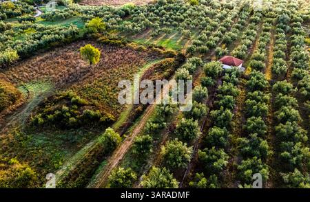 Olives plantation at the village of Acroyali near Kalamaki in southern ...