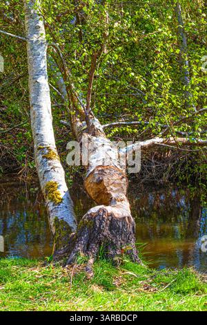Large tree felled by a Beaver in Terra Nova Park in Richmond BC Canada ...