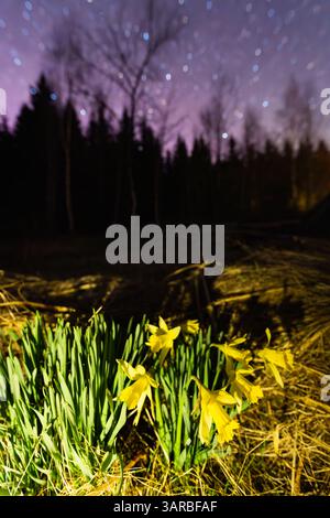Bright Daffodils Bloom Under the Spring Sun in a Serene Garden Setting ...