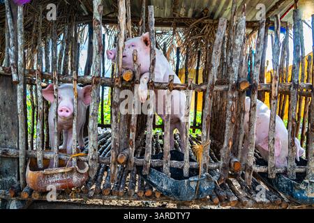 Pig farming in a Philippine village on the island of Palawan Stock ...