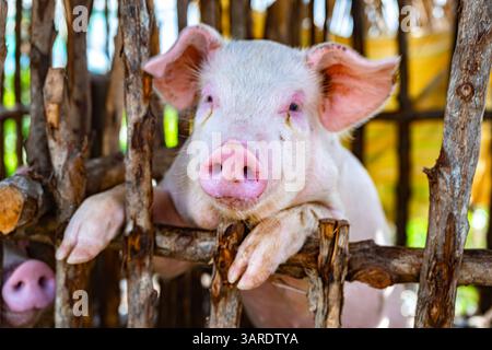Pig farming in a Philippine village on the island of Palawan Stock ...