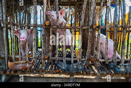 Pig farming in a Philippine village on the island of Palawan Stock ...