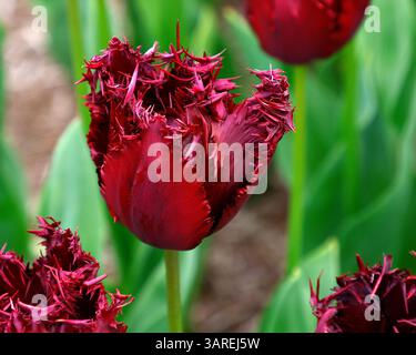 Dark red fringed tulips (Tulipa) Vincent van Gogh bloom in a garden in ...