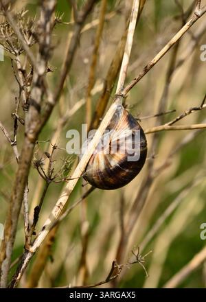 closeup of a garden snail (Cornu aspersum) travelling (slowly) across ...