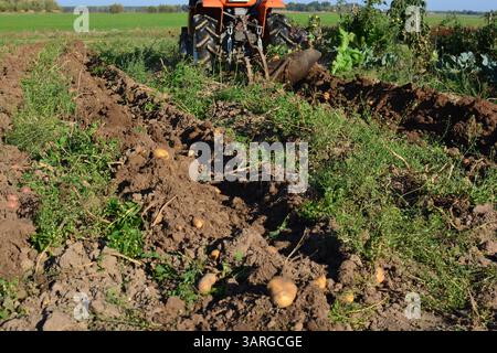 Mini tractor till potatoes field in autumn in rural area. Small tractor ...