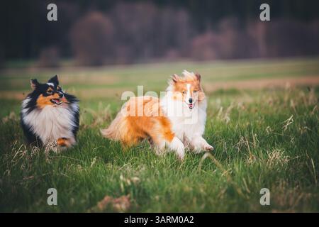 Shetland Sheepdogs playing Stock Photo - Alamy