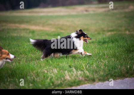 Two Shetland Sheepdogs (shelties) playing with an apple Stock Photo - Alamy