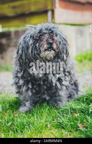 Hungarian Puli Dog Stock Photo - Alamy