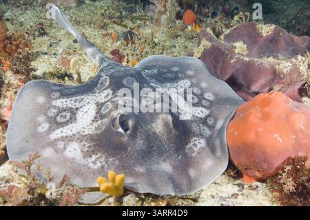 Oct. 28, 2005 - Sinclairs' stingaree Urolophus sp. may be a color ...