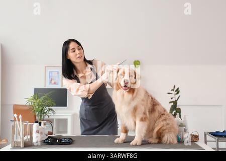Female groomer brushing Australian Shepherd dog in salon Stock Photo ...