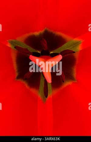 Landscape close up of the inside of a tulip flower head with yellow on ...