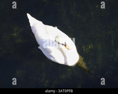 An aerial view of mute swan floating in lake Stock Photo - Alamy