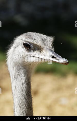Wild american greater rhea or nandu (Rhea americana) on a field in ...