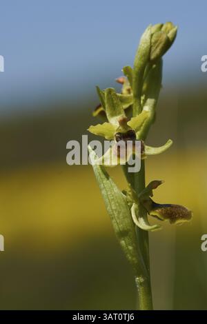 The small spider ragwort (Ophrys araneola) is a species of the plant ...