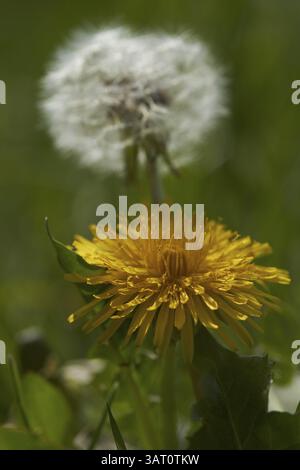 Dandelion (Taraxacum officinale), dandelion, fruit stand, Lower Saxony ...