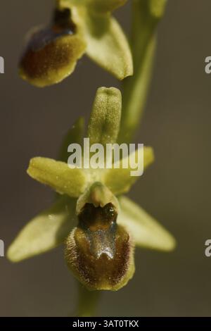 The small spider ragwort (Ophrys araneola) is a species of the plant ...