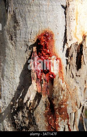 Close-up of gum exuding from Acacia tree trunk due to stress, South ...