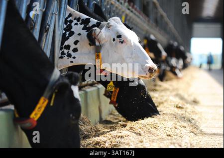 Cows in special stalls at the factory Stock Photo - Alamy