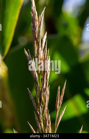 Bromegrass seed heads with blurry background. Bromus is a large genus ...
