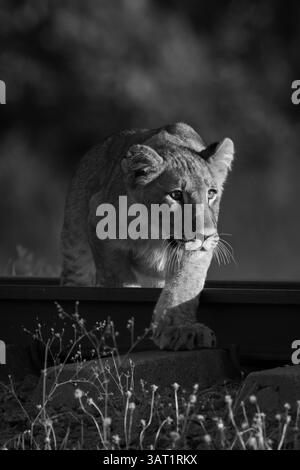Mono lion cub crosses railway at dawn Stock Photo - Alamy