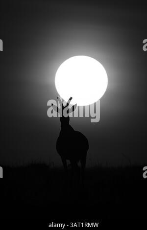 Mono topi standing under sun in silhouette Stock Photo - Alamy