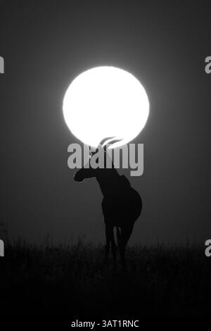 Mono topi standing under sun in silhouette Stock Photo - Alamy