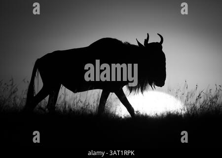 Mono wildebeest walking on horizon at sunrise Stock Photo - Alamy