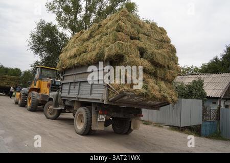 Trucks deliver hay collected in the fields Stock Photo - Alamy