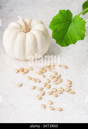 White miniature pumpkin (baby boo) in paper pot. Home decoration idea ...