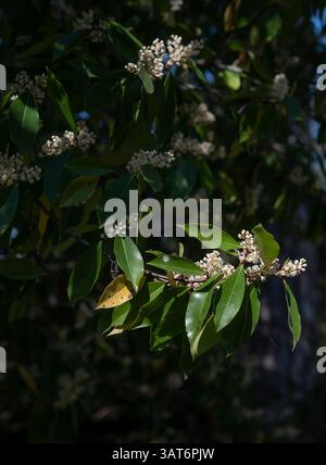 Prunus caroliniana, known as the Cherry laurel, is a small evergreen ...