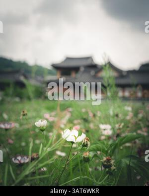 Eunpyeong Hanok Village Stock Photo - Alamy