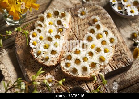 Common daisy flowers on slices of bread. Wild edible plants harvested ...