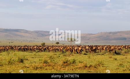 Large group of wildebeest peacefully grazing in the savannah during the ...