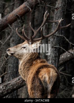 A wild royal red stag 12 pointer Stock Photo - Alamy