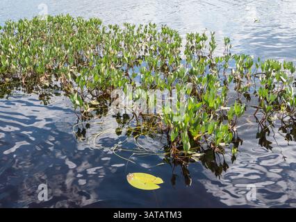 Bog bean aquatic plant leaves on lake surface Stock Photo - Alamy
