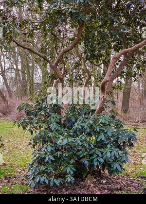 Rhododendron branch covered in fresh white snow. Winter setting Stock ...