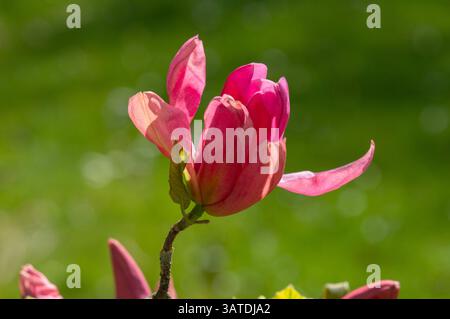 Close Up Magnolia Daybreak Tree Sign At Amsterdam The Netherlands 7-4 ...
