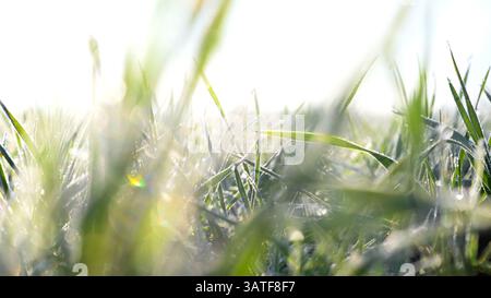 Dental splint for night-time grinding or for correcting the position of ...