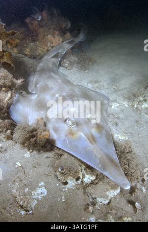 Eastern shovelnose ray (Aptychotrema rostrata), can reach a metre long ...