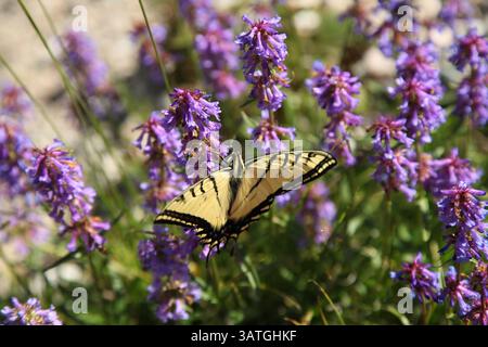 Two-tailed Swallowtail (Papilio multicaudata Stock Photo - Alamy