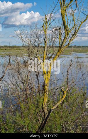 Brazo de la Torre in Doñana, Andalusia, shows raised water levels ...